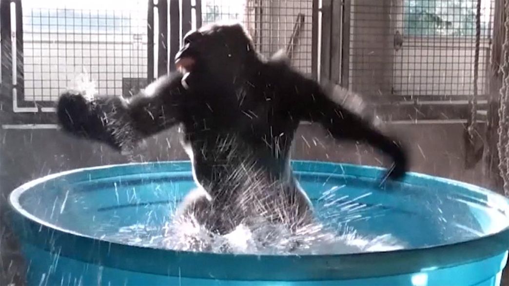 This Video Of A Gorilla Breakdancing In A Pool Has Gone Viral, For ...