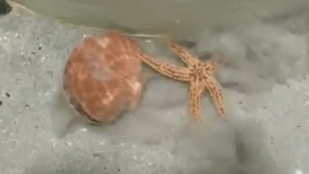 What's Really Going On In This Strange Viral Video Of 'Swimming ...