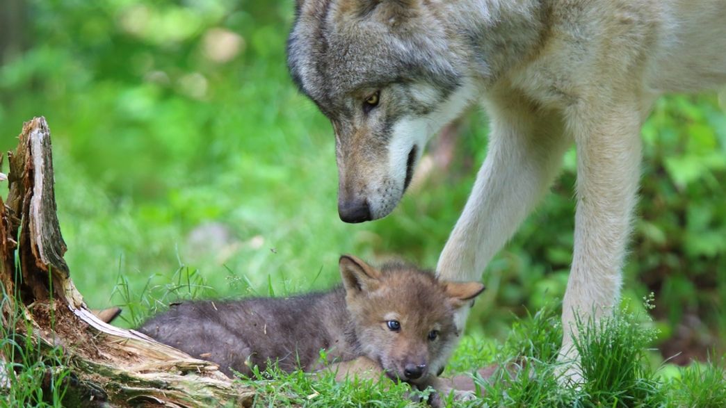 Wolves Can Form Attachments To Humans, But Can't Become Pets | IFLScience