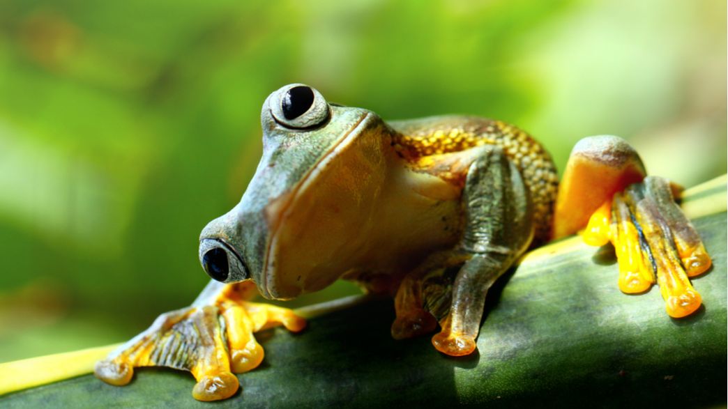 Frogs Exploded In Diversity After Dinosaurs Went Extinct | IFLScience