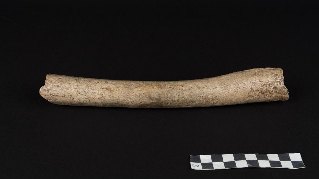This Thigh Bone Could Force Us To Completely Rewrite The History Of Our ...