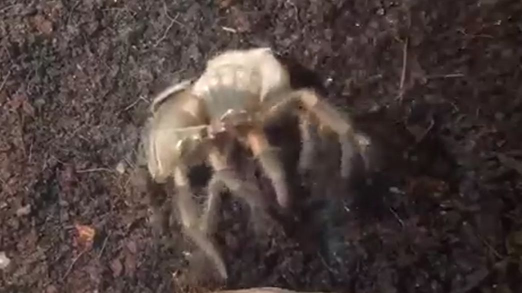 This Footage Of A Tarantula Shedding Its Skin Is Awesome, But Will ...