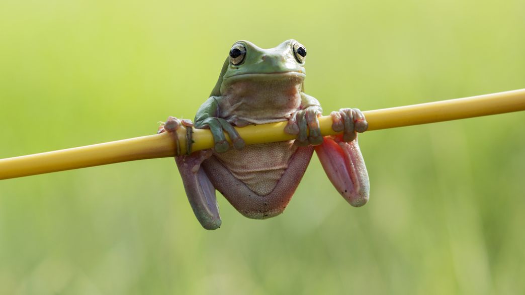 Frogs May Have Been The First Animals To Evolve Kneecaps 400 Million ...