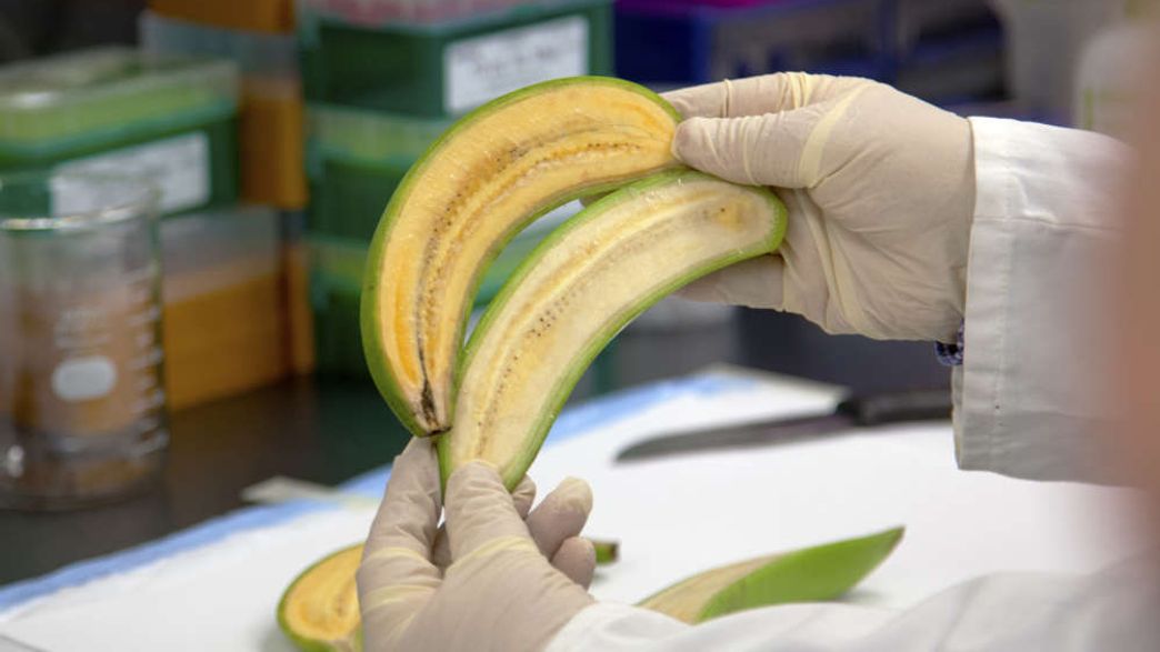 These Golden Bananas Could Save The Lives Of Many Children In Uganda ...