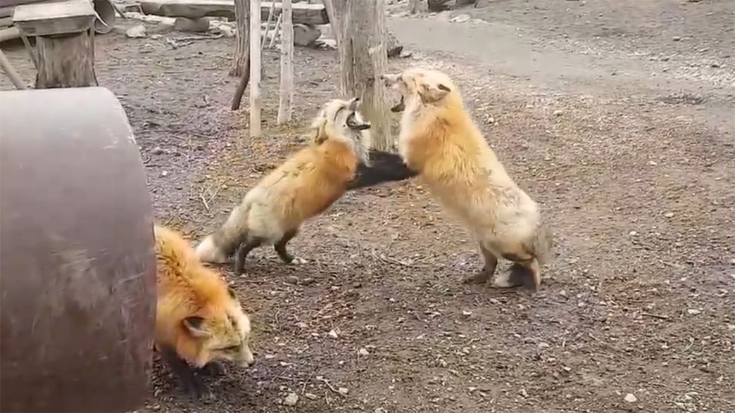 Tourists Capture Hilarious Footage Of Foxes Locked In A Screaming ...