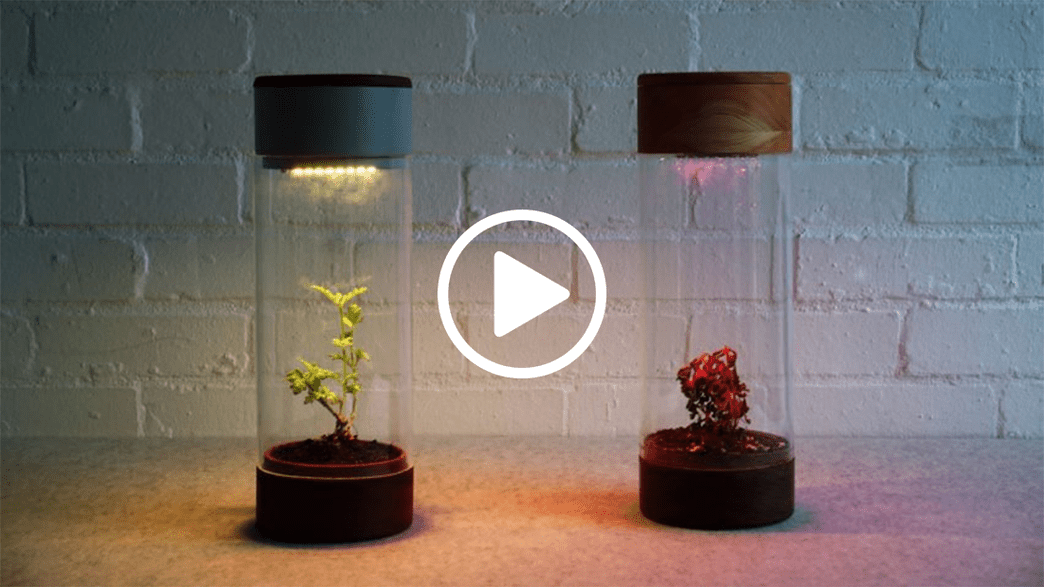 These Plants Will Die If You Don't Exercise Enough (And 5 Other ...