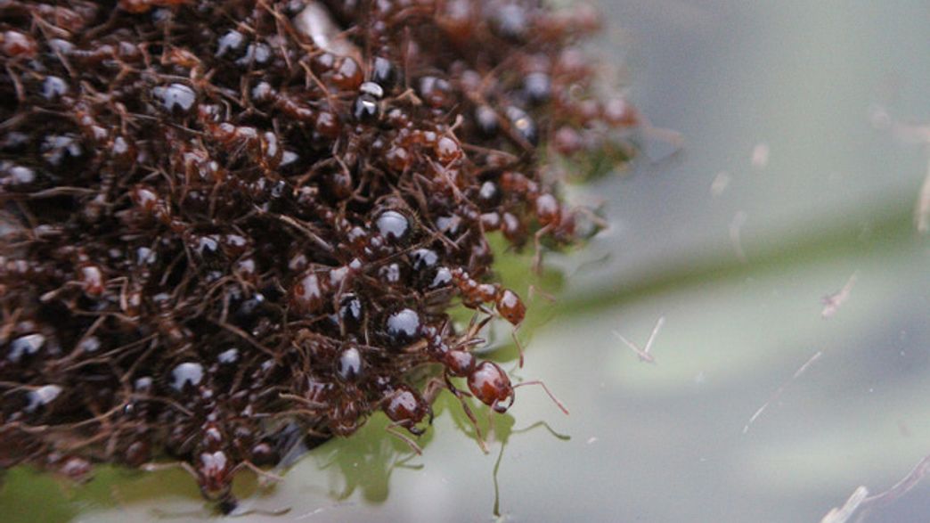 Fire Ants Build Continuously Collapsing Towers With Their Own Bodies ...