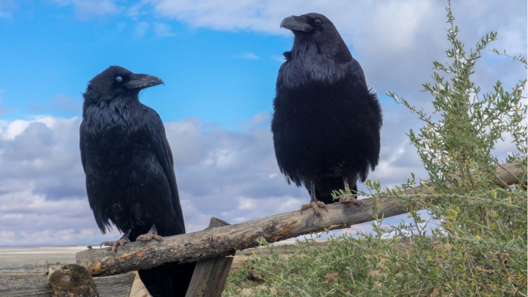 Ravens Are Able To Plan For The Future As Well As Human Children Can ...