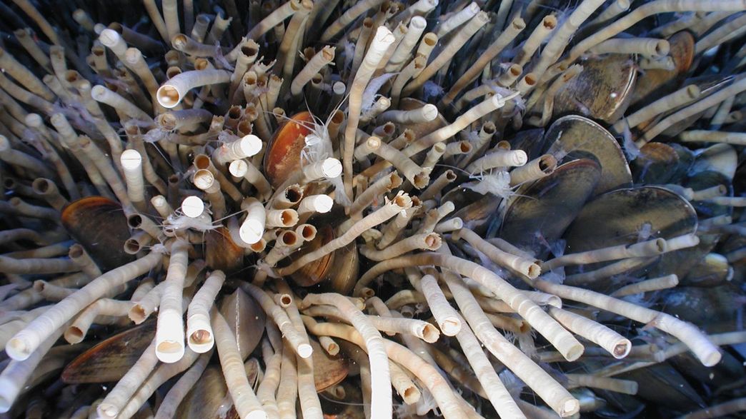 One Of Earth's Longest-Living Creatures Discovered In The Gulf Of ...