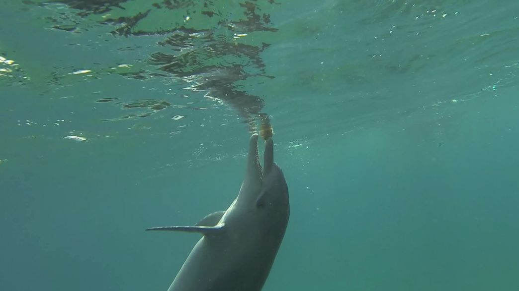 Watch This Dolphin Getting High On Pufferfish Toxins | IFLScience