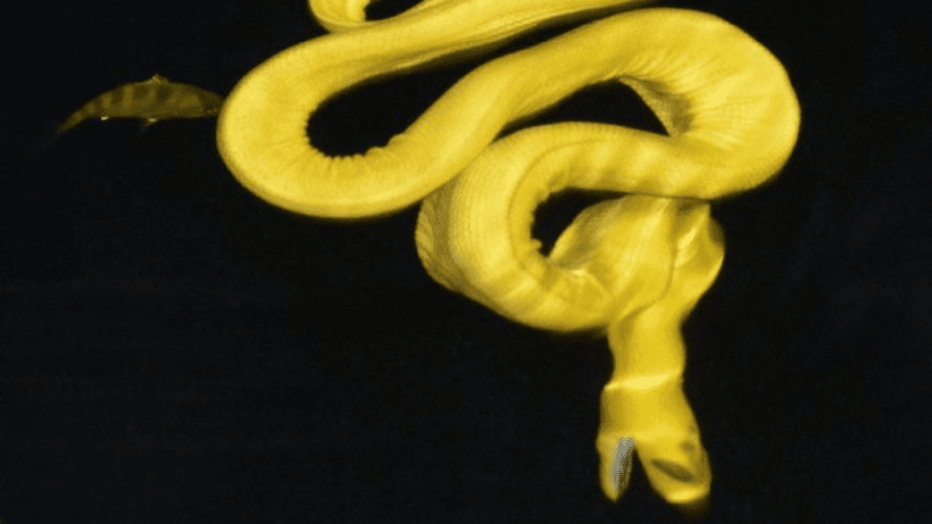 Newly Discovered Sea Snake Lives A Very Strange Life | IFLScience