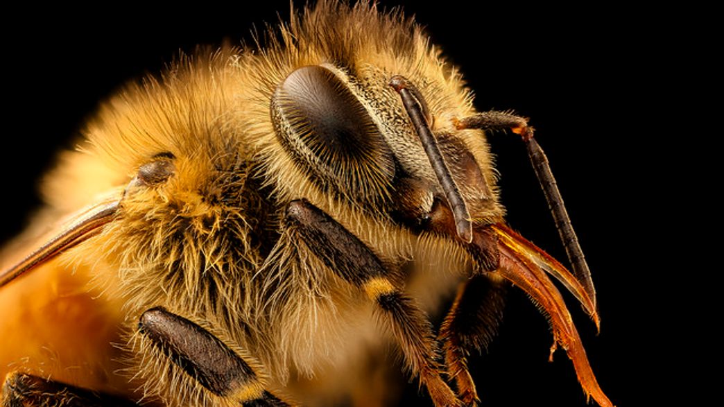 Bees Are The First Insects Found To Understand The Concept Of Zero | IFLScience
