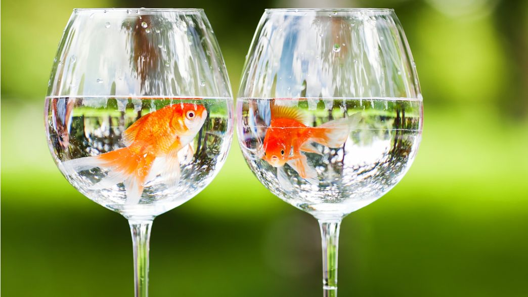 Goldfish Can Make Their Own Alcohol, And Now We Know How | IFLScience