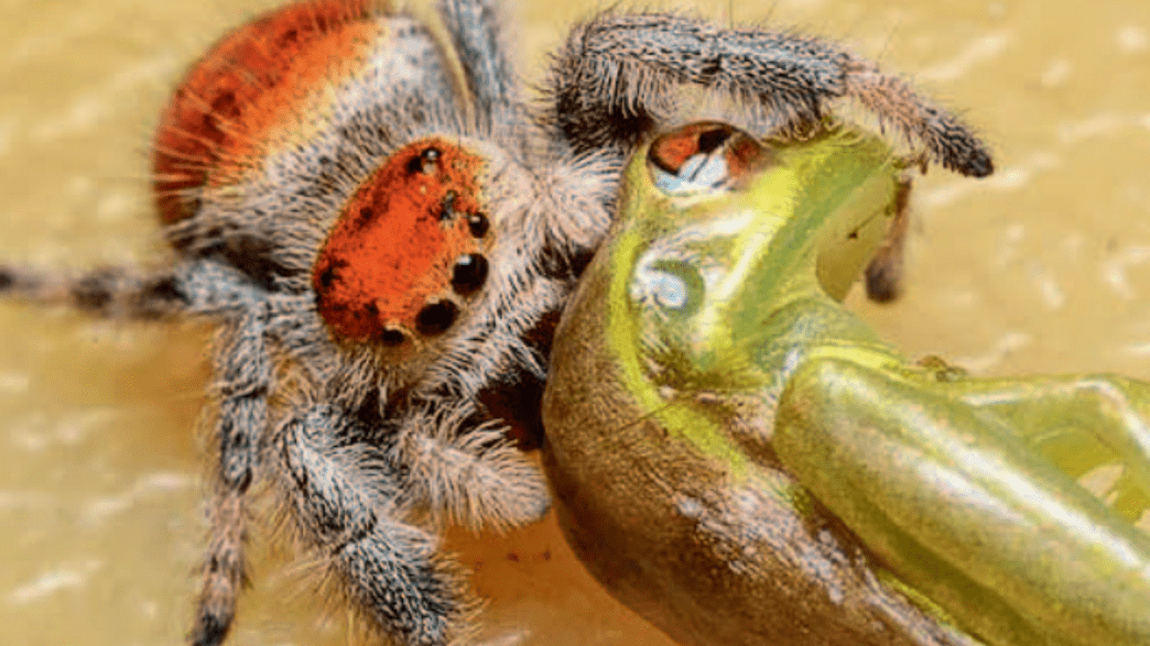 Tiny Jumping Spiders Found Taking Down And Devouring Massive Lizards ...