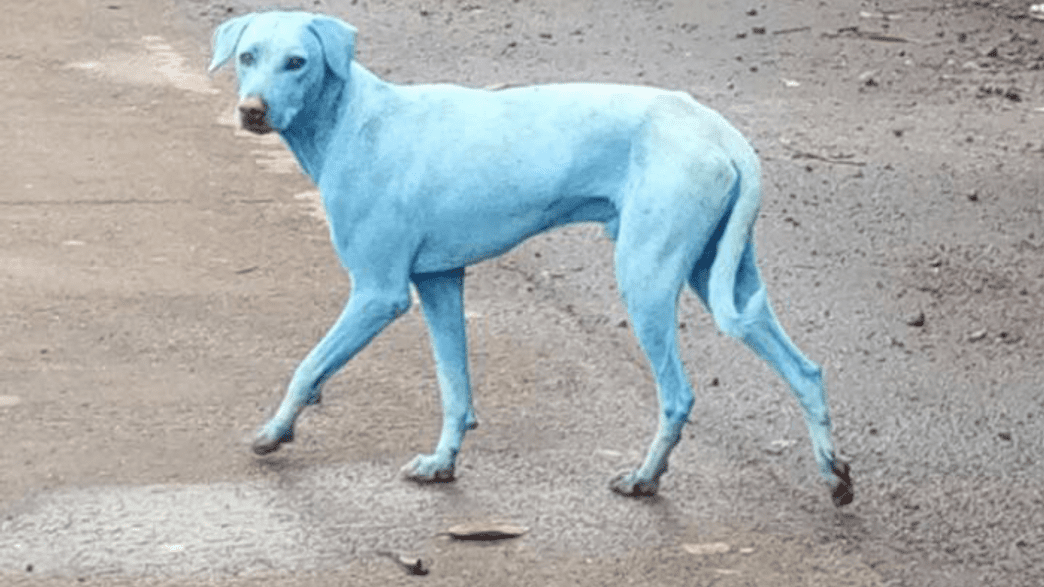 Bright Blue Dogs Spotted Walking The Streets Of Mumbai | IFLScience