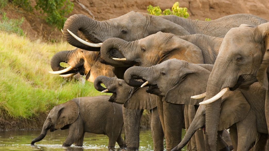 This Tool Allows You To Talk To Elephants | IFLScience