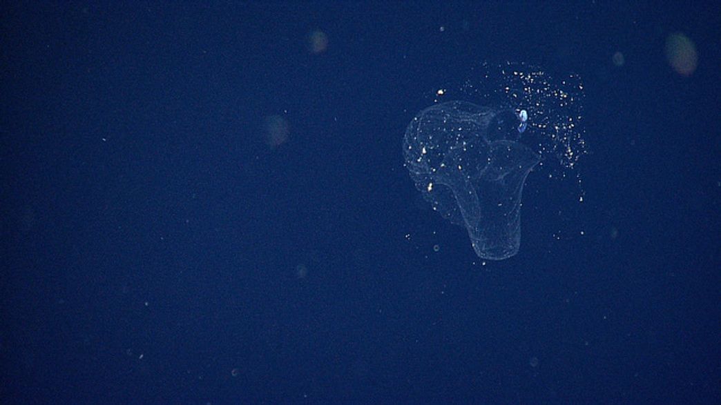 Bizarre Mucus Creatures Found To Spread Microplastics Into The Deep Sea ...
