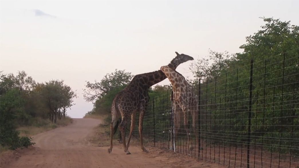 Ever Wondered How Giraffes Fight? Take A Look | IFLScience