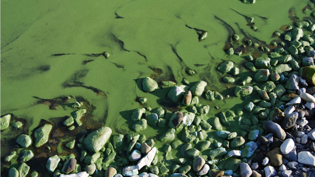 Virus Infects Plankton And Makes Them Better At Absorbing Nutrients ...