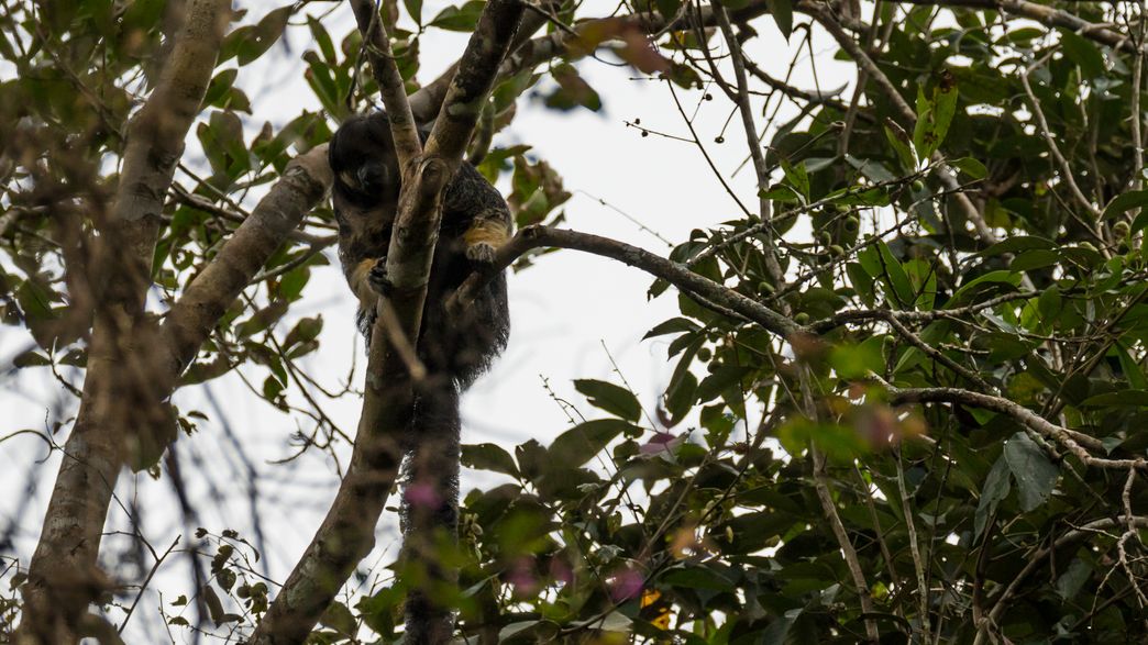 First Ever Photographs Of Elusive Monkey Not Seen In The Wild For 80 ...