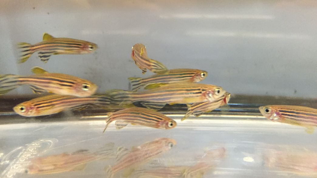 Zebrafish Will Risk Their Lives For Drug Hit | IFLScience