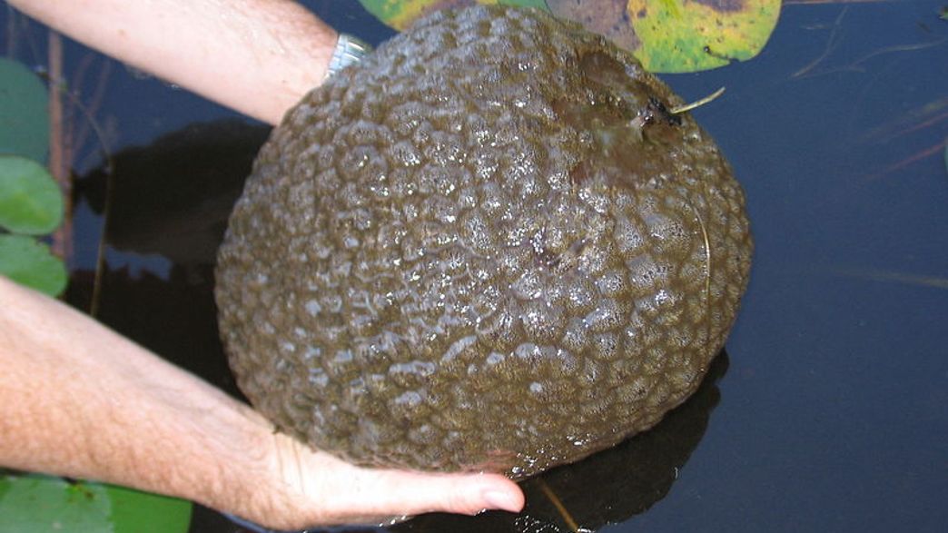 These Weird Brain-Like Blobby Creatures Have Taken Over A Lagoon in ...