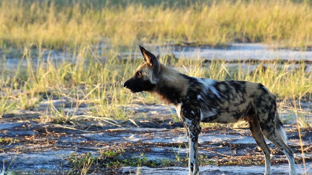 Democracy Of Wild Dogs Is Something To Be Sneezed At | IFLScience