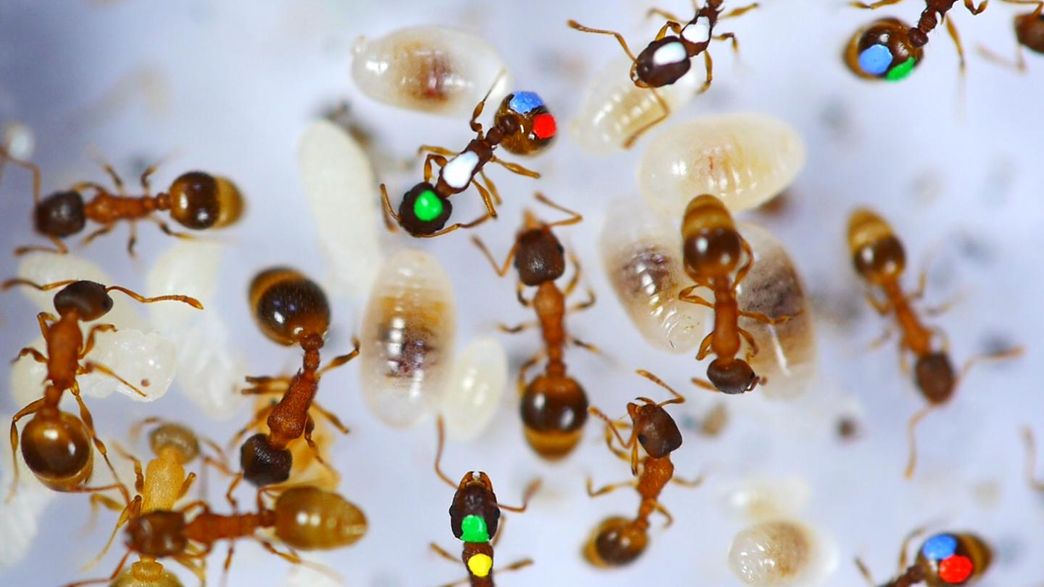 Worker Ants Are Actually Just As Lazy As Us | IFLScience