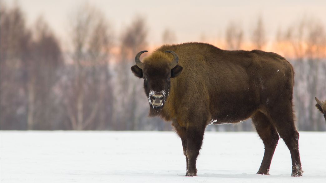 First Wild Bison In Germany For 250 Years Is Shot Within A Day | IFLScience