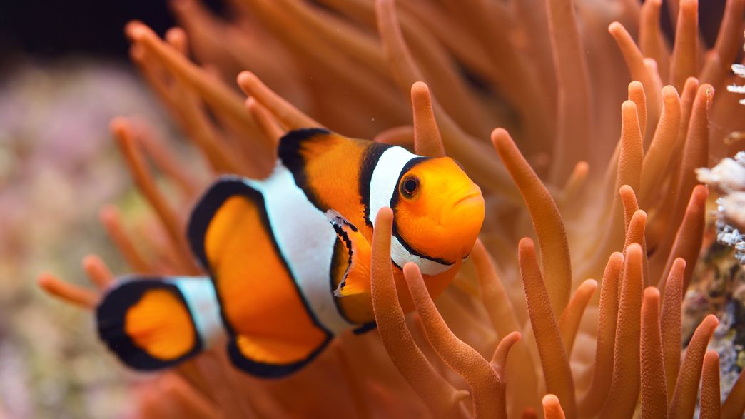 Plastic Nanoparticles Build Up In Fish Brains And Alter Their Behavior ...