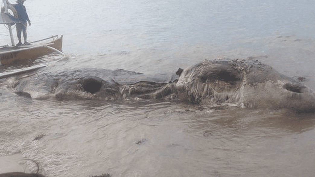 Weird Sea Creature Found On A Beach In The Phillipines | IFLScience