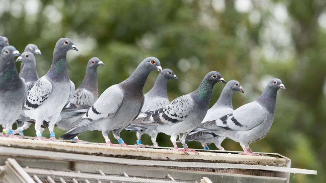 It Turns Out That Pigeons Can Multi-Task Surprisingly Better Than Us ...