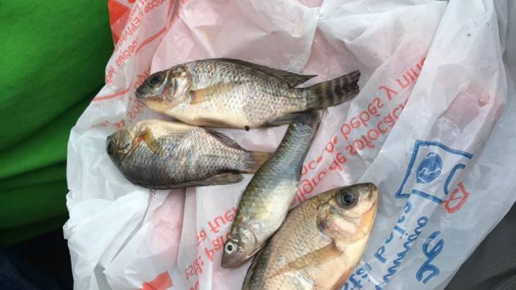 It Just Rained Fish In A Mexican Coastal City | IFLScience