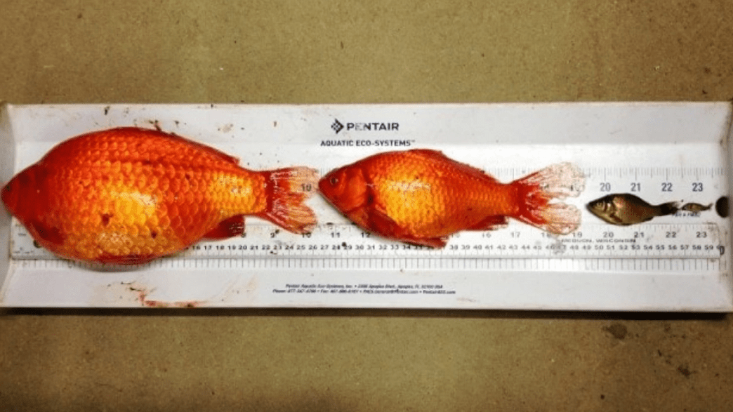 Foot-Long Giant Goldfish Are Causing Chaos In A Canadian Waterway ...