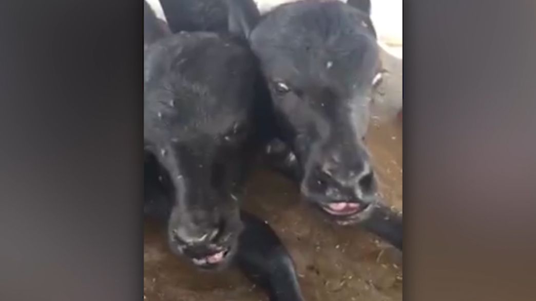 Two-Headed Calf Born In Pakistan And It's Actually Surviving | IFLScience