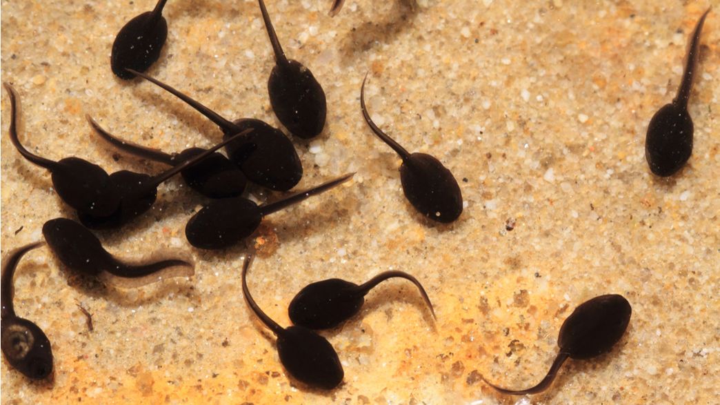 First Animals To Use Toxins Against Each Other Discovered | IFLScience