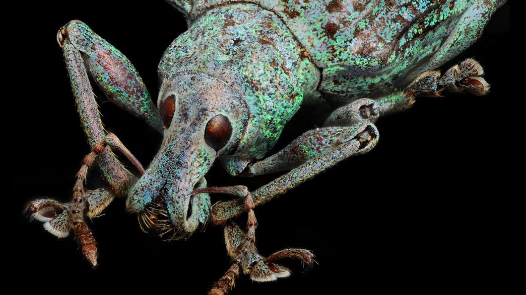 These Spectacular Microscopic Images Give You A Glimpse Into An Unknown ...