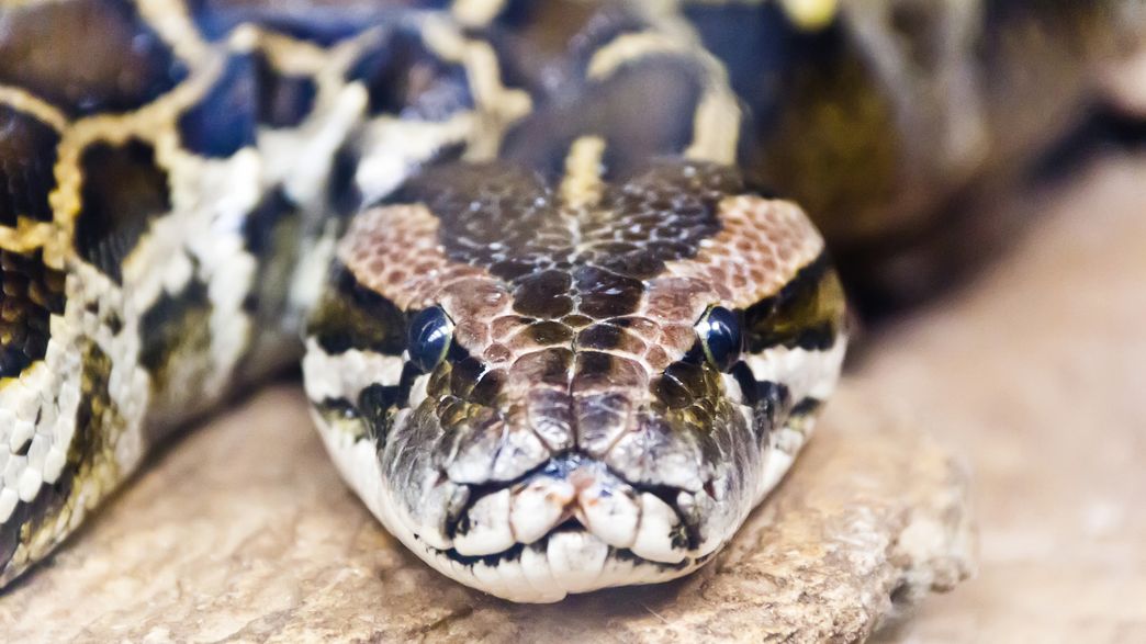 Monster Python Killed In Indonesia After It Attacks Man | IFLScience