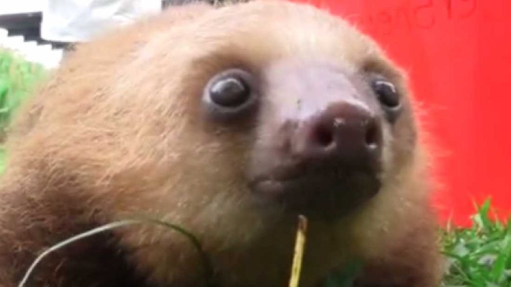 Happy International Sloth Day - These Squeaky Baby Sloths Will Make ...