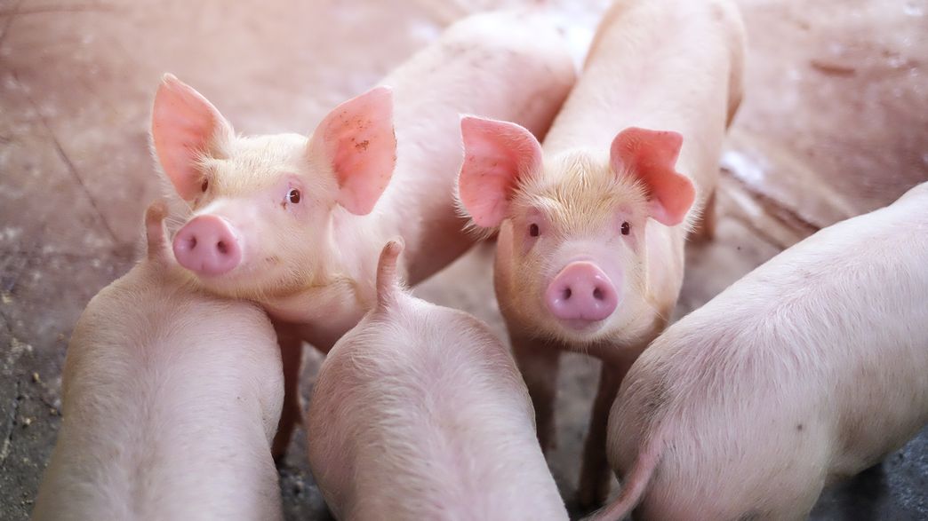 Scientists Have Made Genetically Modified Low-Fat Pigs | IFLScience
