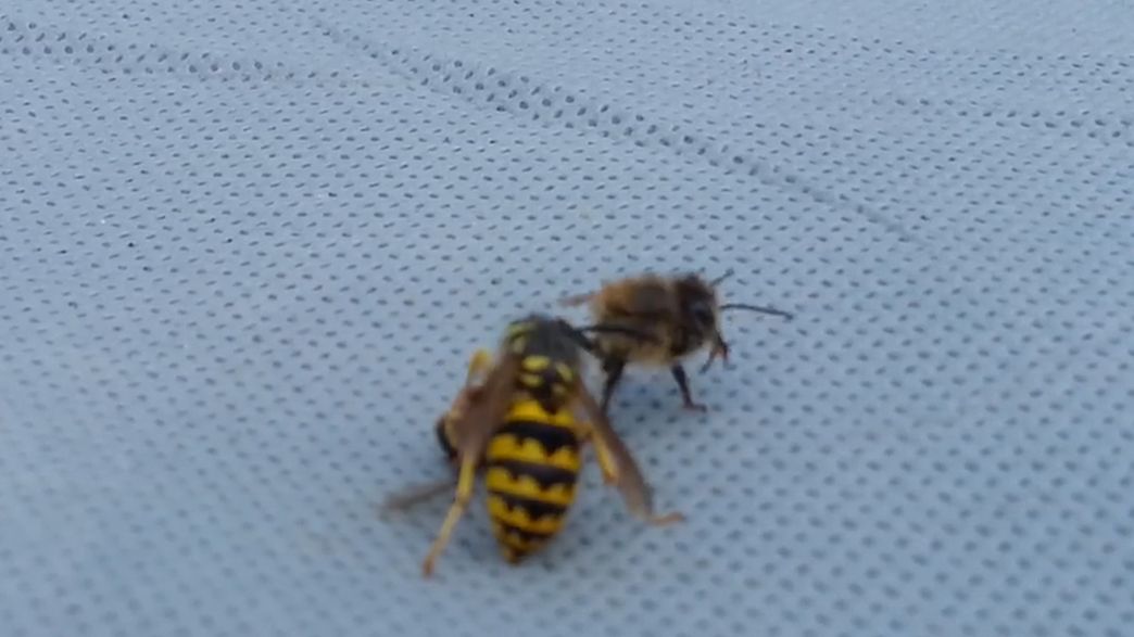 Astonishing Video Shows Gruesome Fight Between A Wasp And A Bee ...