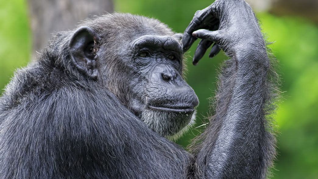 Chimps Have Personalities That Last A Lifetime, Just Like We Do ...