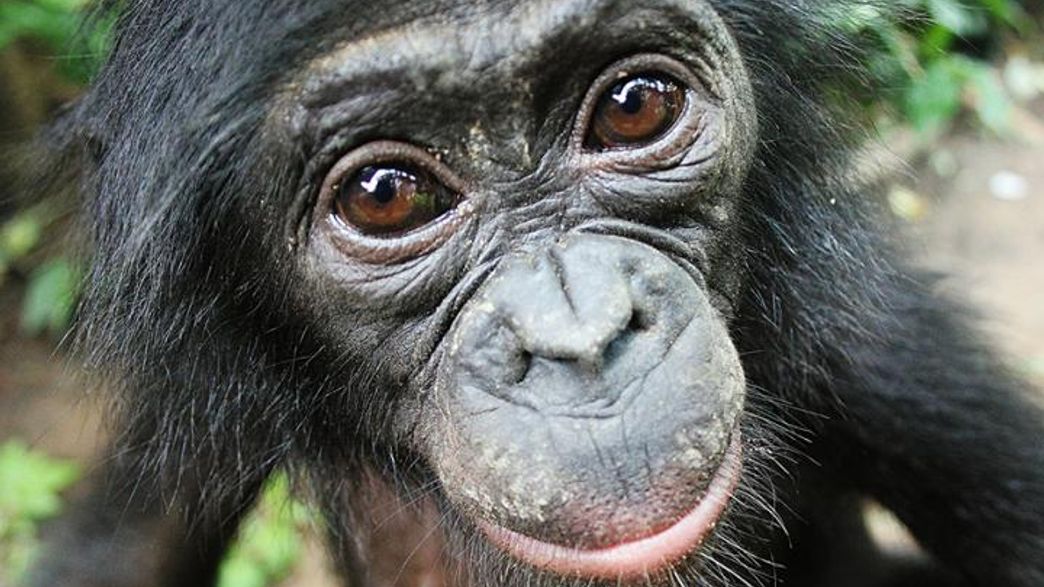 Bonobos Will Help Strangers Without Any Obvious Reward | IFLScience