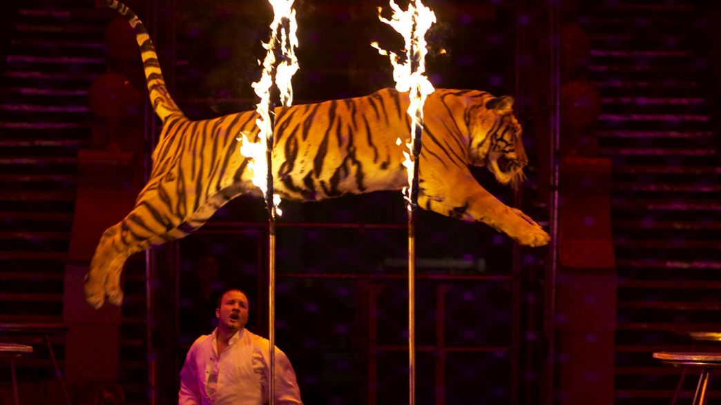 Ireland, Italy, And India Join Growing Global Trend Of Banning Circus ...