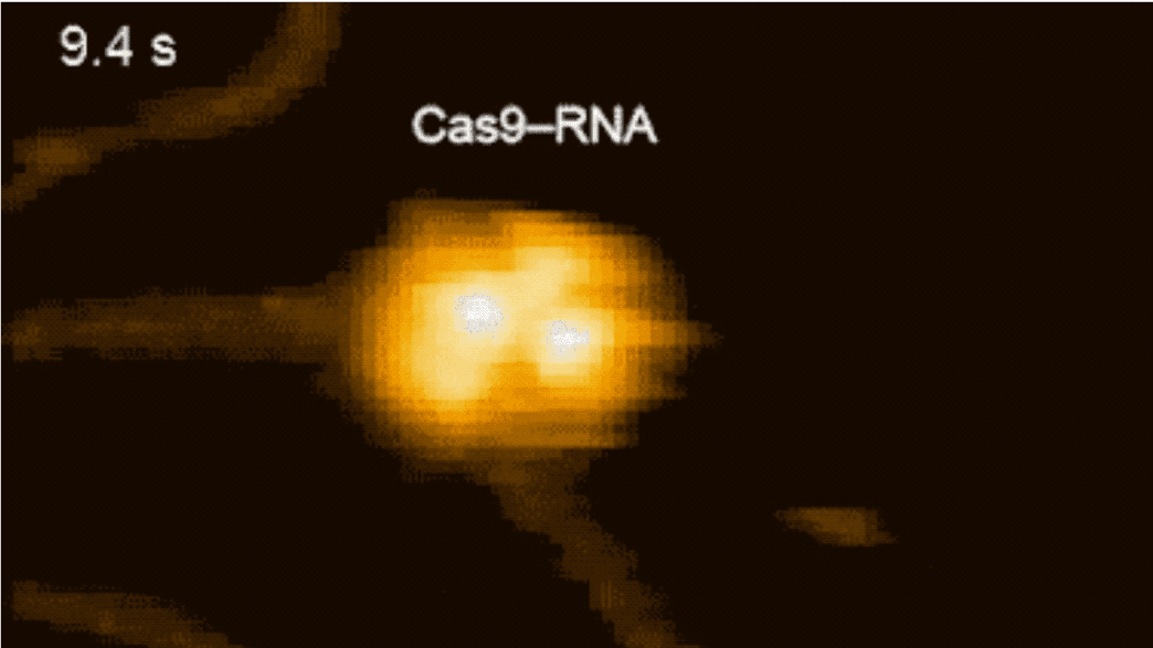 This Incredible Video Shows CRISPR Snipping A Strand Of DNA In Real ...