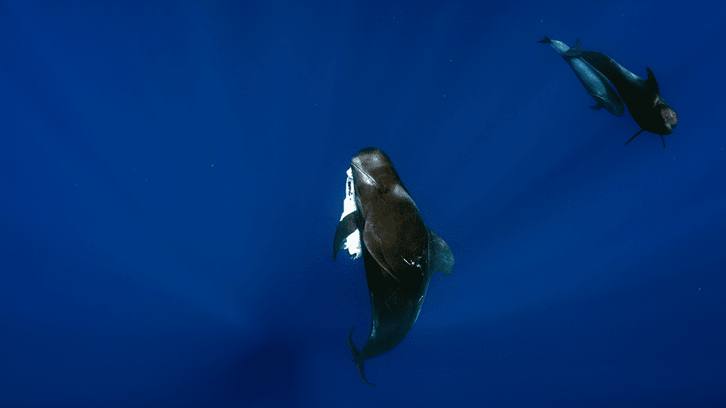 Blue Planet II Leaves Everyone Completely Devastated By This Story Of A ...