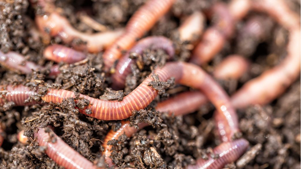 Earthworms Can Reproduce In Martian Soil, Sort Of | IFLScience