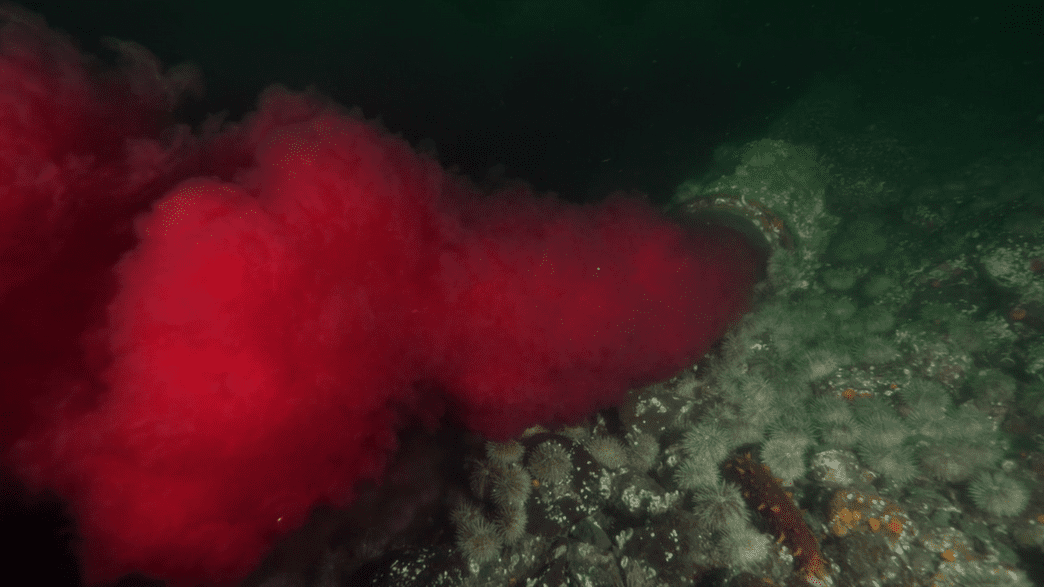 Underwater Footage Shows BLOOD Being Pumped Directly Into Canadian Bay ...