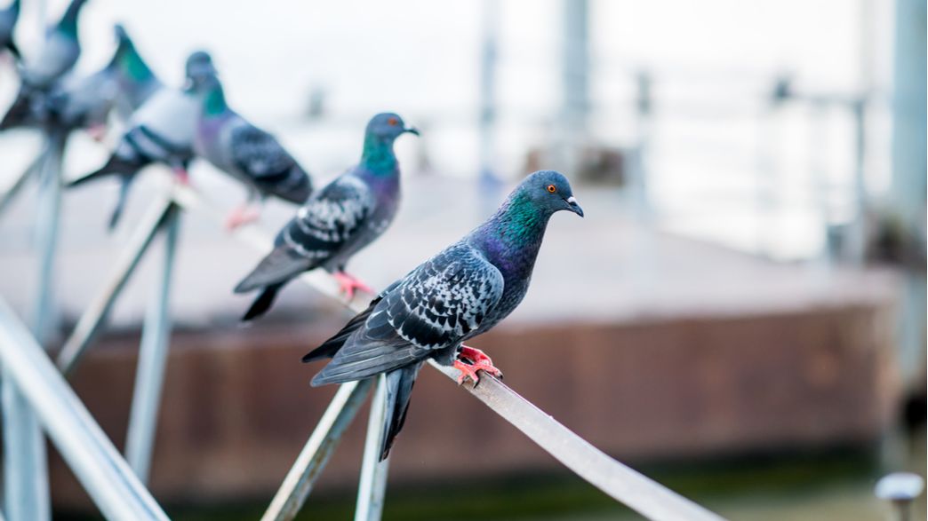 Pigeons Can Understand The Concepts Of Time And Space, Claim Scientists ...