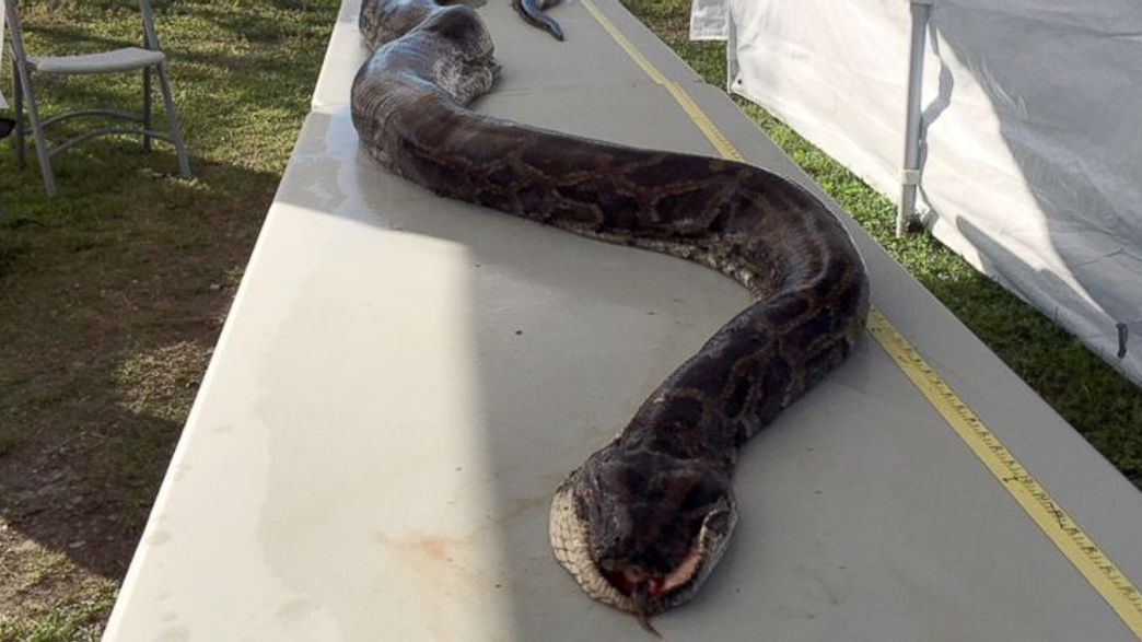 Ridiculously Long Burmese Python Found In Florida | IFLScience